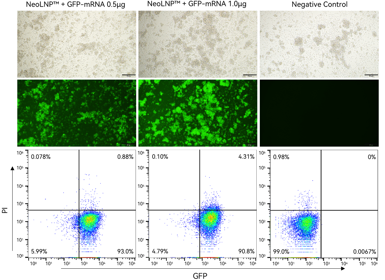 NeoLNP™ mRNA转染载体套装（T细胞专用）_晟迪生物医药（苏州）有限公司